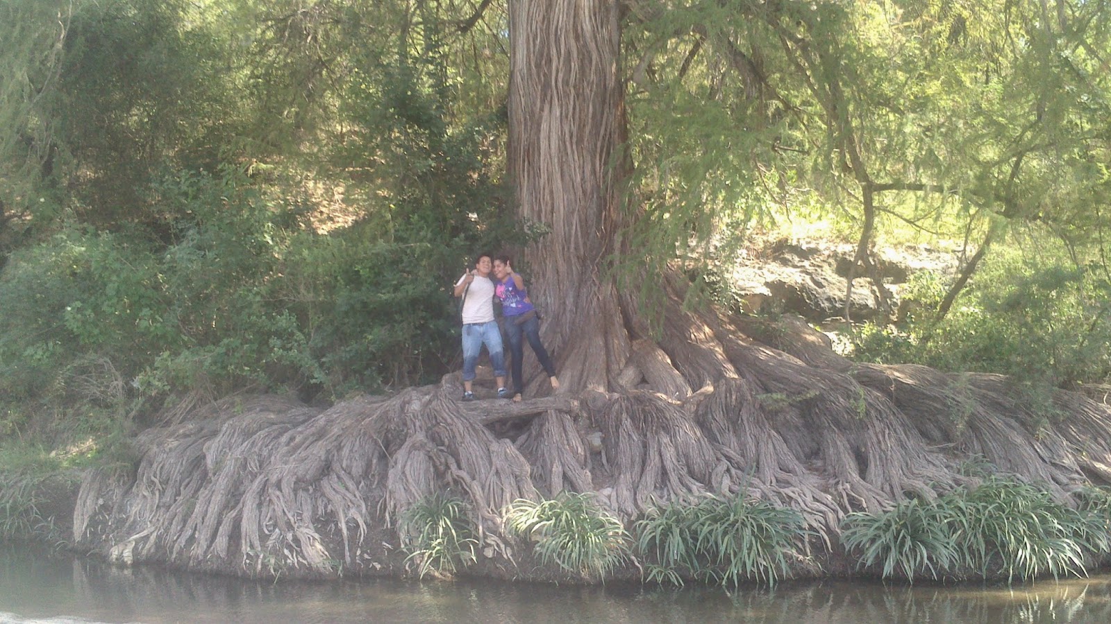 conociendo "Gerocoa pueblo mágico" : el sabino un tipo de planta muy ...